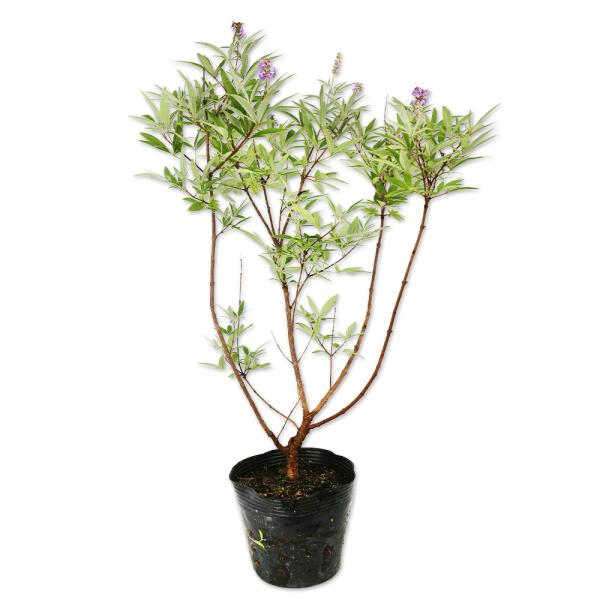 【セイヨウニンジンボク】(西洋人参木) 読み：せいようにんじんぼく 学名：Vitex agnus-castus  シソ科ハマゴウ属 落葉低木 別名：チェストツリー  【名前の由来】 葉が朝鮮ニンジンに似ているところから。  【商品情報】セイ...