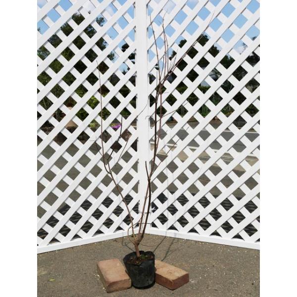 【セイヨウニンジンボク】(西洋人参木) 読み：せいようにんじんぼく 学名：Vitex agnus-castus  シソ科ハマゴウ属 落葉低木 別名：チェストツリー  【名前の由来】 葉が朝鮮ニンジンに似ているところから。  【商品情報】セイ...