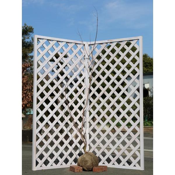 【セイヨウニンジンボク】(西洋人参木) 読み：せいようにんじんぼく 学名：Vitex agnus-castus  シソ科ハマゴウ属 落葉低木 別名：チェストツリー  【名前の由来】 葉が朝鮮ニンジンに似ているところから。  【商品情報】セイ...