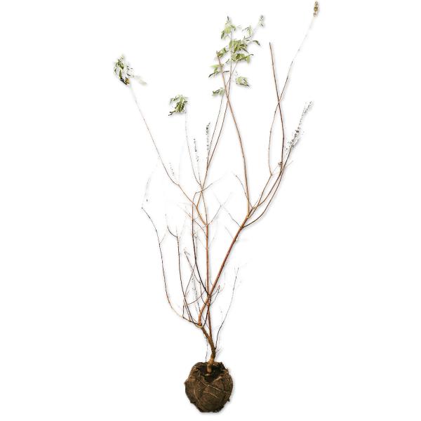 【セイヨウニンジンボク】(西洋人参木) 読み：せいようにんじんぼく 学名：Vitex agnus-castus  シソ科ハマゴウ属 落葉低木 別名：チェストツリー  【名前の由来】 葉が朝鮮ニンジンに似ているところから。  【商品情報】セイ...