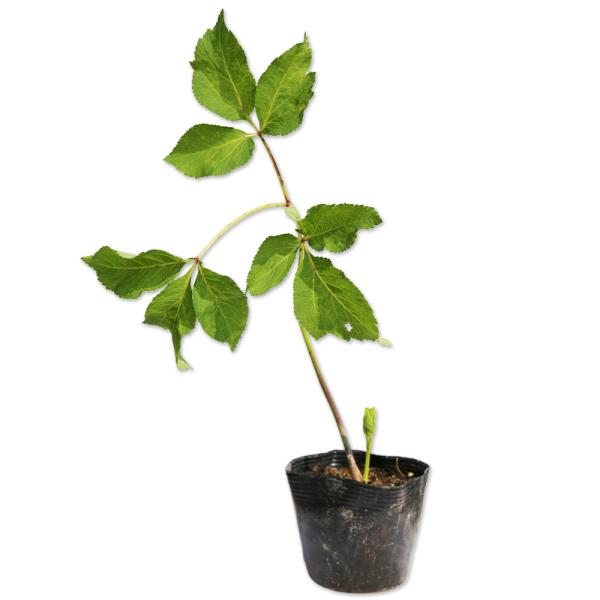 【シシウド】(猪独活) 読み：ししうど 学名：Angelica pubescens セリ科シシウド属 多年草 別名：ウドタラシ  【名前の由来】 ウドより大きく猪が食べる大きさから  【商品情報】 シシウドは3mになる多年草です。本州から九...