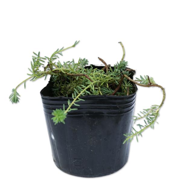 【ウスユキマンネングサ】（薄雪万年草） 読み：うすゆきまんねんぐさ 学名：Sedum hispanicum ベンケイソウ科マンネングサ属 常緑コケ植物 別名：イソコマツ  【商品情報】 セダムは常緑性の多肉植物です。アジア、ヨーロッパ、北米...