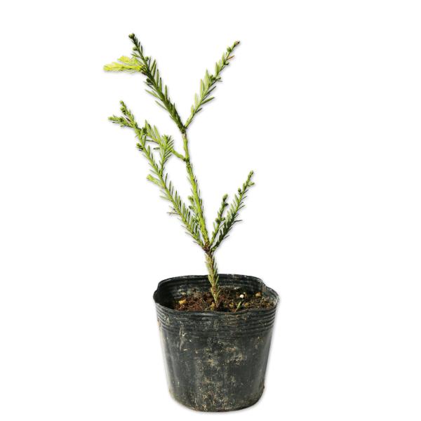 【センペルセコイア】 学名：Sequoia sempervirens (Lamb.) Endl. ヒノキ科セコイア属 常緑針葉大高木 別名：セコイアメスギ、イチイモドキ、レッドウッド  【名前の由来】 学名の種小名と属名を日本語に訳し合わせ...