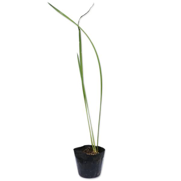 【ショウブ】(菖蒲) 学名：Acoruscalamus サトイモ科ショウブ属 多年草 別名：  【名前の由来】   【商品情報】ショウブは0.9mになる多年草です。日本全国に自生しています。葉は平べったく中央脈が高く、基部は左右2列に並び、...