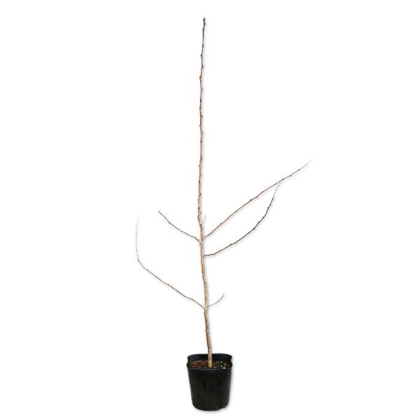 【サクラ/エドヒガン】（桜/江戸彼岸） 読み：さくら/えどひがん 学名：Prunus pendula f. ascendens バラ科サクラ属 落葉高木  【商品情報】 サクラは日本でも代表的な花木です。日本では様々な品種があり、自生種を基...