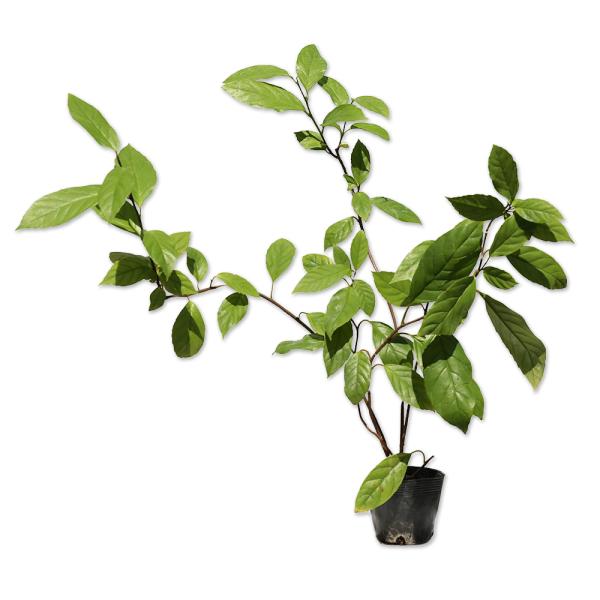 【イズセンリョウ】(伊豆千両) 学名：Maesa japonica (Thunb.) Moritzi et Zoll. サクラソウ科イズセンリョウ属 常緑小低木 別名：ウバガネモチ  【名前の由来】 伊豆神社に多く、センリョウに似ていること...