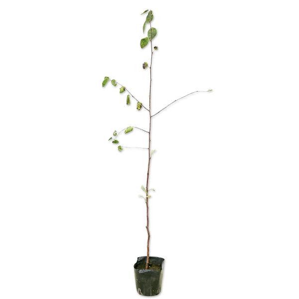 【ザイフリボク】(采振木) 学名：Amelanchier asiatica Endl バラ科ザイフリボク属 落葉小高木 別名：シデザクラ、ニレザクラ  【名前の由来】 花の様子を、武士が先陣を指揮するときの采配に見立てたことから  【商品情...
