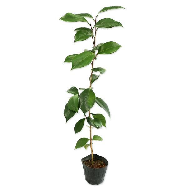 【ヤブツバキ】 読み：つばき/やぶつばき 学名：Camellia japonica ツバキ科ツバキ属 常緑高木  【商品情報】 ツバキは日本を代表する花木です。世界各地で栽培されていて様々な品種があります。葉は光沢があり楕円形〜卵型です。花...