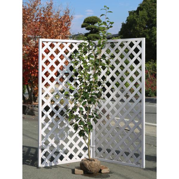 【ヤブツバキ】 読み：つばき/やぶつばき 学名：Camellia japonica ツバキ科ツバキ属 常緑高木  【商品情報】 ツバキは日本を代表する花木です。世界各地で栽培されていて様々な品種があります。葉は光沢があり楕円形〜卵型です。花...