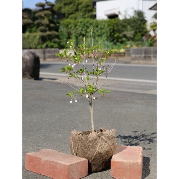 【ドウダンツツジ】 読み：どうだんつつじ 学名：Enkianthus cernuus ツツジ科ドウダンツツジ属 落葉低木  【商品情報】 ツツジは、沢山の園芸品種が作られていて、花が美しい品種です。今までで記録されている品種の数は2000を...