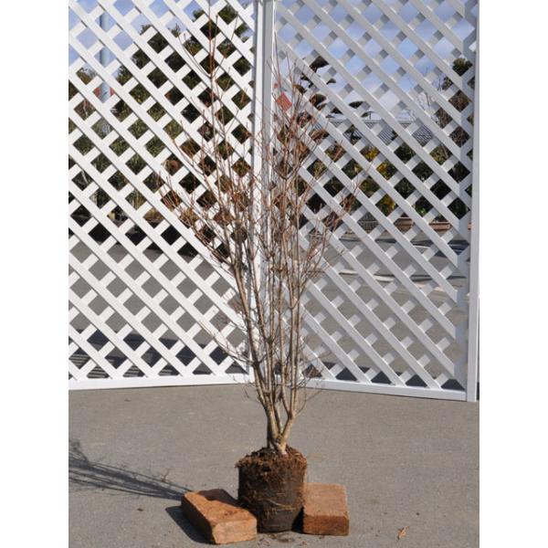 【ドウダンツツジ】 読み：どうだんつつじ 学名：Enkianthus cernuus ツツジ科ドウダンツツジ属 落葉低木  【商品情報】 ツツジは、沢山の園芸品種が作られていて、花が美しい品種です。今までで記録されている品種の数は2000を...