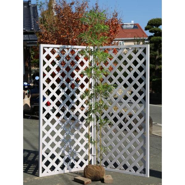 【ダイミョウチク】（大名竹） 読み：たけ/だいみょうちく 学名：Sinobambusa tootsik. Makino イネ科マダケ属 常緑高木 別名：トウチク  【商品情報】 竹は古来から親しまれてきた品種です。日本全国に自生しています。...