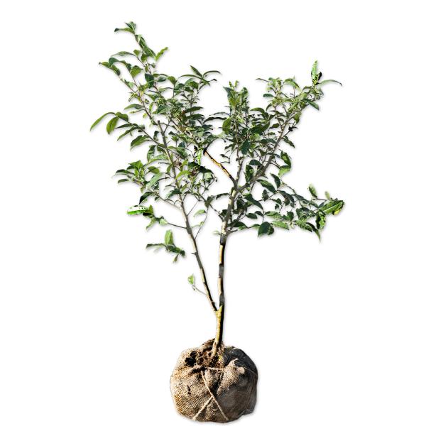 【チャノキ】（お茶の木） 読み：ちゃのき 学名：Camellia sinensis ツバキ科ツバキ属 常緑高木 別名：  【名前の由来】 葉がお茶の原料になることから。  【商品情報】 チャノキは高さ10ｍ程度になる常緑高木です。緑茶や紅茶...