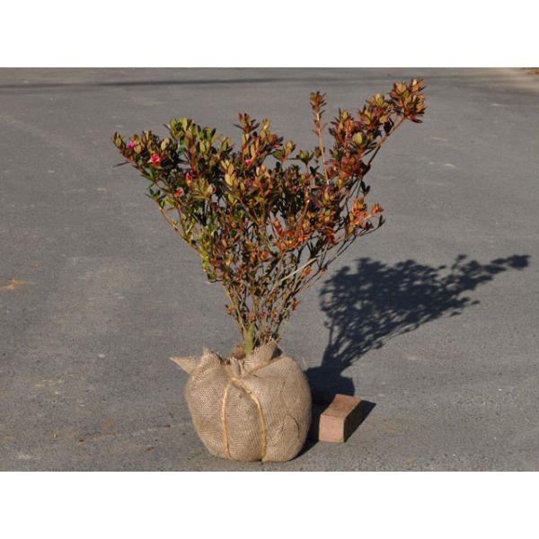 【ツツジ】 読み：つつじ 学名：Rhododendron aureum ツツジ科ツツジ属 常緑低木  【商品情報】 ツツジは、沢山の園芸品種が作られていて、花が美しい品種です。今までで記録されている品種の数は2000を超えると言われています...