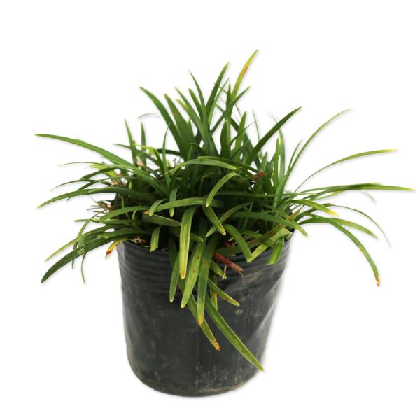 【タマリュウ】（玉竜） 読み：たまりゅう 学名：Ophiopogon japonica'Tamaryu' キジカクシ科ジャノヒゲ属 常緑宿根草  【商品情報】 タマリュウはリュウノヒゲの矮性種で葉は短く小さく外側に反ります。淡緑の葉色がとて...