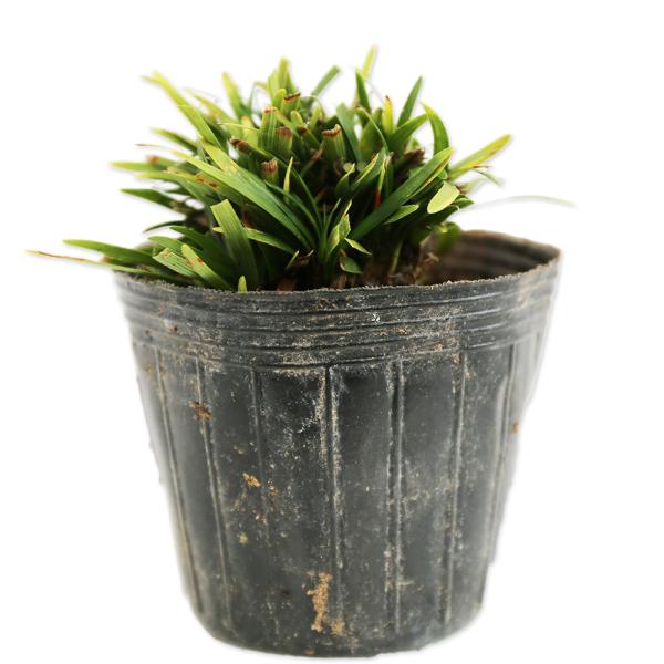 【ヒメリュウ】（姫竜） 読み：ひめりゅう 学名：Ophiopogon japonicus キジカクシ科ジャノヒゲ属 常緑宿根草  【商品情報】 ヒメリュウはタマリュウの矮性種で葉は短く小さく引き締まります。淡緑の葉色がとても綺麗です。7〜8...