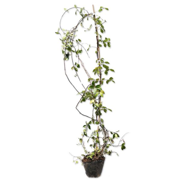 【テイカカズラ】 読み：ていかかずら 学名：Trachelospermum asiaticum キョウチクトウ科テイカカズラ属 常緑つる性低木  【商品情報】 テイカカズラはつる性の常緑品種です。吸着・巻き付き・匍匐によって成長します。春に...