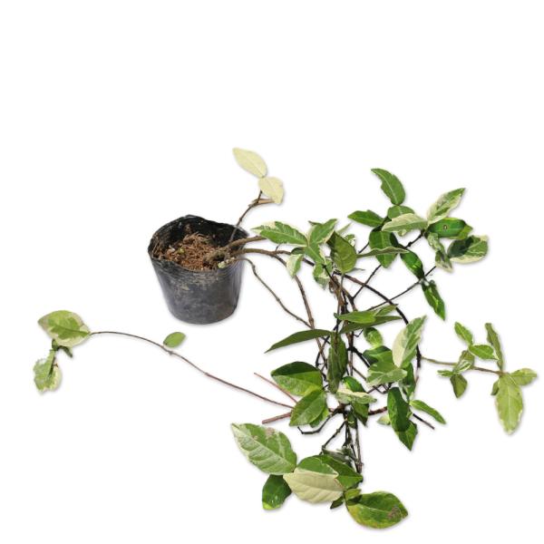 【ニシキテイカ】 読み：にしきていか 学名：Trachelospermum spp キョウチクトウ科テイカカズラ属 常緑つる性低木  【商品情報】 テイカカズラはつる性の常緑品種です。吸着・巻き付き・匍匐によって成長します。春に芳香をもった...