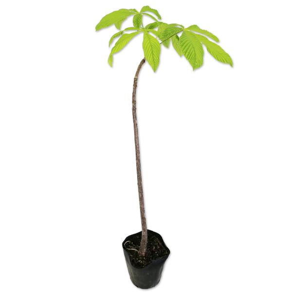 【トチノキ】 読み：とちのき 学名：Aesculus turbinata ムクロジ科トチノキ属 落葉高木  【商品情報】 トチノキは25ｍ程度になる落葉低木です。日本全土に自生していて、水気を好み沢のような場所によく自生しています。秋に丸い...