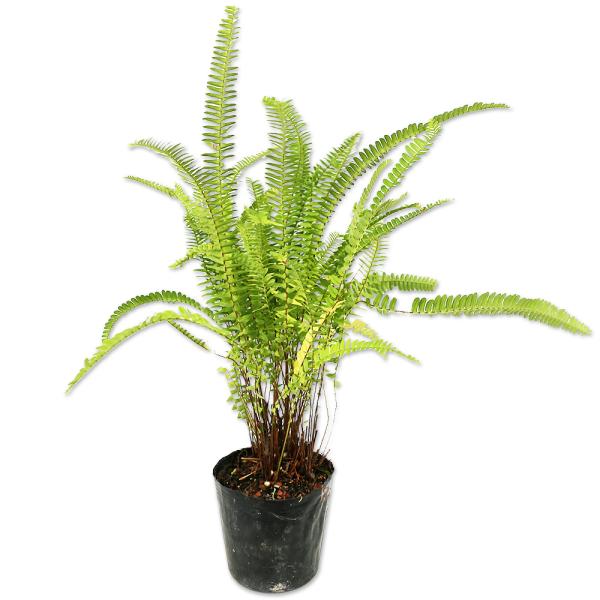 【タマシダ】 読み：たましだ 学名：Nephrolepis cordifolia ツルシダ科タマシダ属 常緑多年草  【商品説明】 タマシダは常緑多年草です。日本の南部に生息し乾燥した地面やヤシなどの樹上に生えています。茎や根は細く、葉は対...