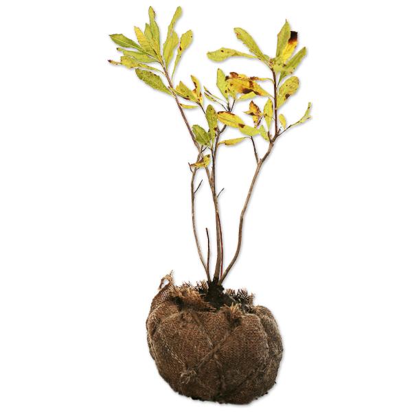 【レンゲツツジ】 読み：れんげつつじ 学名：Rhododendron molle subsp. japonicum ツツジ科ツツジ属 落葉低木  【商品情報】 ツツジは、沢山の園芸品種が作られていて、花が美しい品種です。今までで記録されてい...