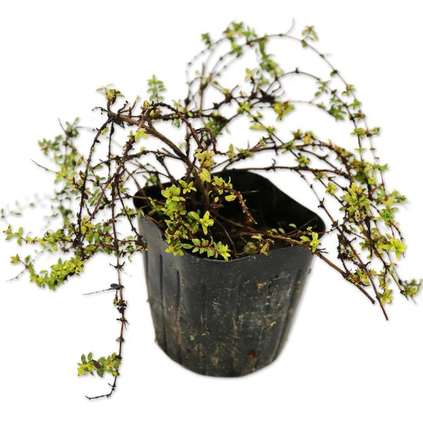 【タイム/ロンギカウリス】（） 読み：たいむ/ろんぎかうりす 学名：Tymus longicaulis シソ科イブキジャコウソウ属 常緑低木 別名：ハットリタイム  【商品情報】 タイムは常緑低木です。世界各地に自生しています。幹は一般的に...