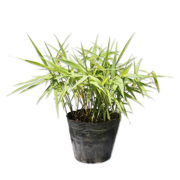 【タイワンオギ】（台湾荻） 読み：たいわんおぎ 学名：〜 イネ科ススキ属 多年草 別名：  【商品説明】 オギは多年草です。ススキによく似ています。日本や朝鮮半島や中国の湿地に自生しており3.0m程度になります。葉は細長く80cm程度まで伸...