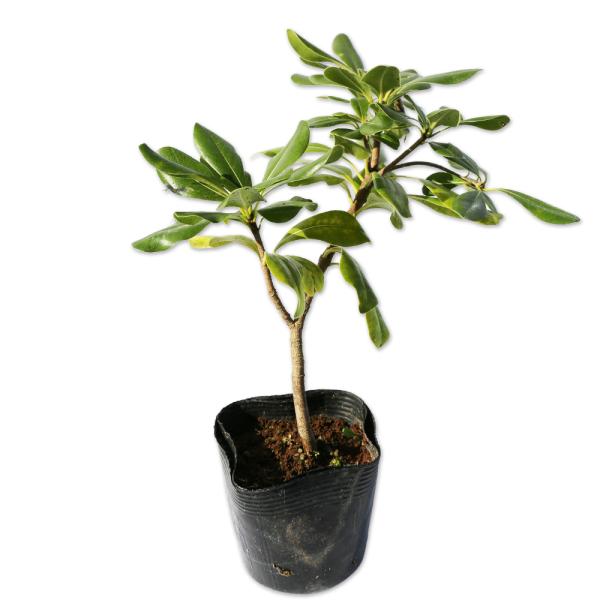 【トベラ】（扉） 読み：とべら 学名：Pittosporum tobira トベラ科トベラ属 常緑低木 別名：トビラノキ  【商品情報】 トベラは常緑低木です。東北以南から韓国や中国の海岸沿いに自生しています。海浜植物です。乾燥にも強いため...