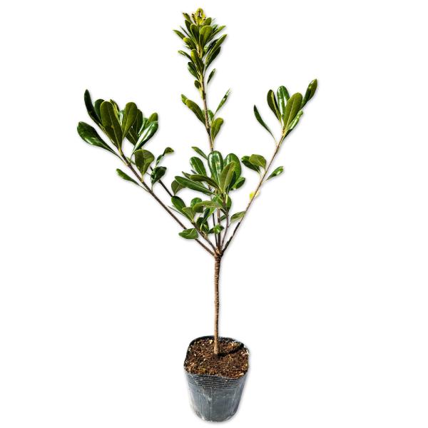 【トベラ】（扉） 読み：とべら 学名：Pittosporum tobira トベラ科トベラ属 常緑低木 別名：トビラノキ  【商品情報】 トベラは常緑低木です。東北以南から韓国や中国の海岸沿いに自生しています。海浜植物です。乾燥にも強いため...