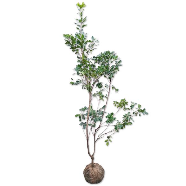 【トベラ】（扉） 読み：とべら 学名：Pittosporum tobira トベラ科トベラ属 常緑低木 別名：トビラノキ  【商品情報】 トベラは常緑低木です。東北以南から韓国や中国の海岸沿いに自生しています。海浜植物です。乾燥にも強いため...