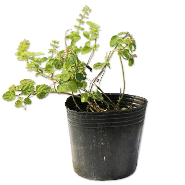 【タツナミソウ】（立浪草） 読み：たつなみそう 学名：Scutellaria indica シソ科タツナミソウ属 多年草 別名：ヒナノシャクシ、ナミキソウ  【商品情報】 タツナミソウは多年草です。本州から九州の平野に自生しています。春に紫...