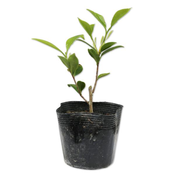 【オトメツバキ】（乙女椿） 読み：つばき/おとめつばき 学名：Camellia japonica var. decumbens cv. Otometsubaki ツバキ科ツバキ属 常緑高木 別名：アワオトメ  【商品情報】 ツバキは日本を代...
