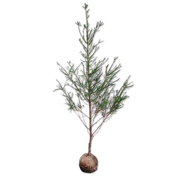 【ドイツトウヒ】（独逸唐檜） 読み：どいつとうひ 学名：Picea abies マツ科トウヒ属 常緑高木 別名：オウシュウトウヒ、ヨーロッパトウヒ、ドイツマツ  【商品情報】 ドイツトウヒは常緑高木です。ヨーロッパ原産で欧州自生しています。...