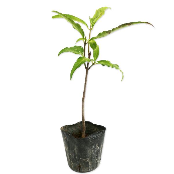 【ツリバナ】(吊花) 読み：つりばな 学名：Euonymus oxyphyllus ニシキギ科ニシキギ属 落葉低木 別名：エリマキ  【名前の由来】 花が垂れ下がっていることから。  【商品情報】ツリバナは3.5mになる落葉低木です。日本が...