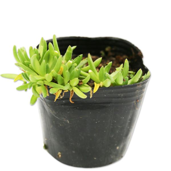 【デロスペルマ】() 読み：でろすぺるま 学名：Delosperma floribunda ハマミズナ科デロスペルマ属 常緑多年草 別名：耐寒性マツバギク  【名前の由来】   【商品情報】デロスペルマは0.2mになる常緑多年草です。葉は多...