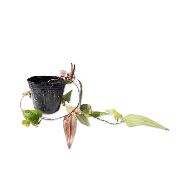 【ツルリンドウ】(蔓竜胆) 読み：つるりんどう 学名：Tripterospermum japonicum リンドウ科ツルリンドウ属 多年草 別名：  【名前の由来】   【商品情報】ツルリンドウは0.8mになる多年草です。葉は対生し3本の主...