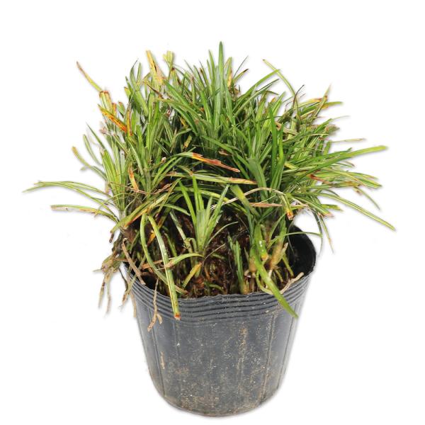 【タマリュウ斑入り】（玉竜） 読み：たまりゅうふいり 学名：Ophiopogon japonicus  キジカクシ科ジャノヒゲ属 常緑宿根草  【商品情報】 タマリュウはリュウノヒゲの矮性種で葉は短く小さく外側に反ります。淡緑の葉色がとても...