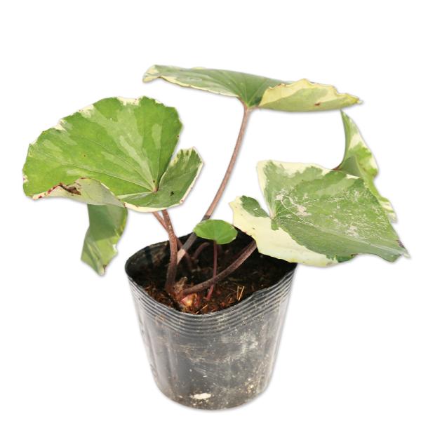 【ツワブキ/斑入り】 読み：つわぶき/ふいり 学名：Farfugium japonicum キク科ツワブキ属 常緑多年草  【商品説明】 ツワブキは50ｃｍ程度の常緑多年草です。晩秋に鮮やかな黄色の花をさかせます。常緑で一年中光沢がある葉が...