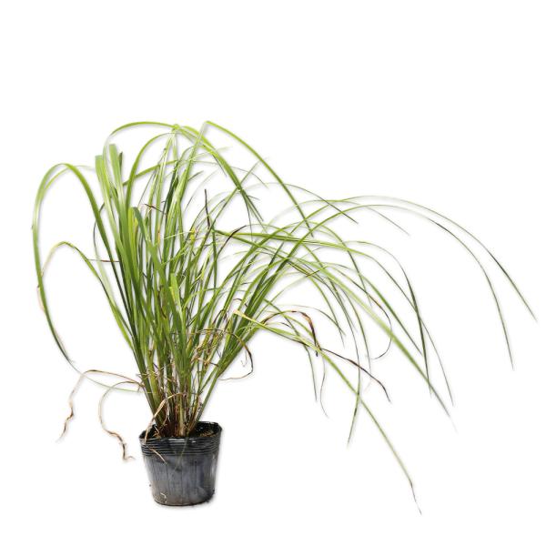 【チカラシバ】(力芝) 読み：ちからしば 学名：Pennisetum alopecuroides イネ科チカラシバ属 多年草 別名：ミチシバ  【名前の由来】 根がよく張り力いっぱい引いてもなかなか抜けないことから。  【商品情報】チカラシ...