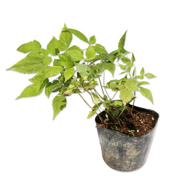 【トリアシショウマ】(鳥足升麻) 読み：とりあししょうま 学名：Astilbe thunbergii var. congesta ユキノシタ科チダケサシ属 多年草 別名：トリアシ、ホケキョウバナ  【名前の由来】 葉が鳥の足に似ていることか...