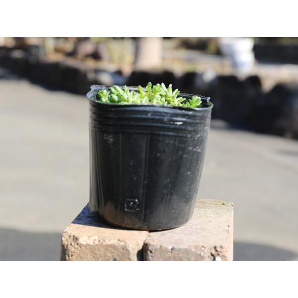 【タイトゴメ】(大唐米) 読み：たいとごめ 学名：Sedum oryzifolium ベンケイソウ科キリンソウ属 別名：ホフクタイトゴメ  【名前の由来】 葉の形が長粒の大唐米に似ているところから  【商品情報】 セダムは常緑性の多肉植物で...