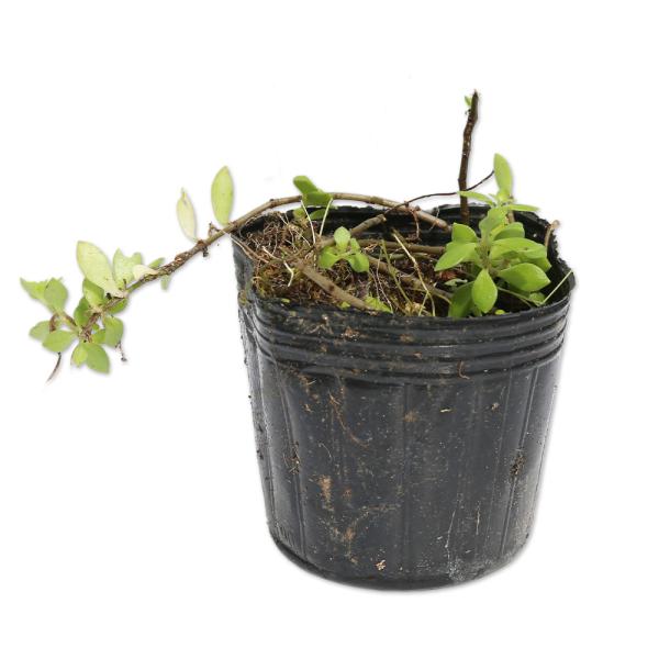 【ツルマンネングサ】（蔓万年草） 読み：つるまんねんぐさ 学名：Sedum sarmentosum ベンケイソウ科マンネングサ属 常緑コケ植物 別名：  【商品情報】 セダムは常緑性の多肉植物です。アジア、ヨーロッパ、北米など世界中に自生し...