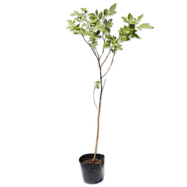 【タイワンニンジンボク】(台湾人参木) 読み：たいわんにんじんぼく 学名：Vitex negundo シソ科ハマゴウ属 落葉低木 別名：  【名前の由来】 台湾産のニンジンボクということから  【商品情報】 タイワンニンジンボクは2〜5mに...