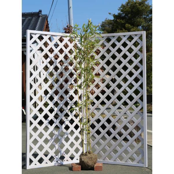 【タケ/ホテイチク】(竹/布袋竹) 学名：Phyllostachys aurea Carr.ex.A.Ruv.et C.Riv. イネ科マダケ属  常緑高木  別名：コサンダケ  【名前の由来】 幹の膨らみ方が七福神の布袋様のお腹のようだか...