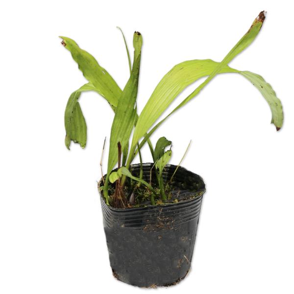 【タイリントキソウ】(大輪朱鷺草) 学名：Pleione formosana ラン科タイリントキソウ属(プレイオネ属) 多年草 別名：タイワントキソウ、プレイオネ  【名前の由来】   【商品情報】タイリントキソウは多年草です。台湾、中国南...