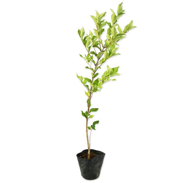 【ネズミモチ】 読み：ねずみもち 学名：Ligustrum japonicum モクセイ科イボタノキ属 常緑高木  【商品情報】 ネズミモチはよく生垣に使われます。昔から人気がある品種です。マサキに似ていますが、ネズミモチは葉のギザギザがあ...