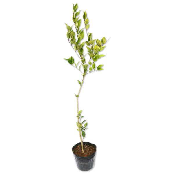 【ネズミモチ】 読み：ねずみもち 学名：Ligustrum japonicum モクセイ科イボタノキ属 常緑高木  【商品情報】 ネズミモチはよく生垣に使われます。昔から人気がある品種です。マサキに似ていますが、ネズミモチは葉のギザギザがあ...