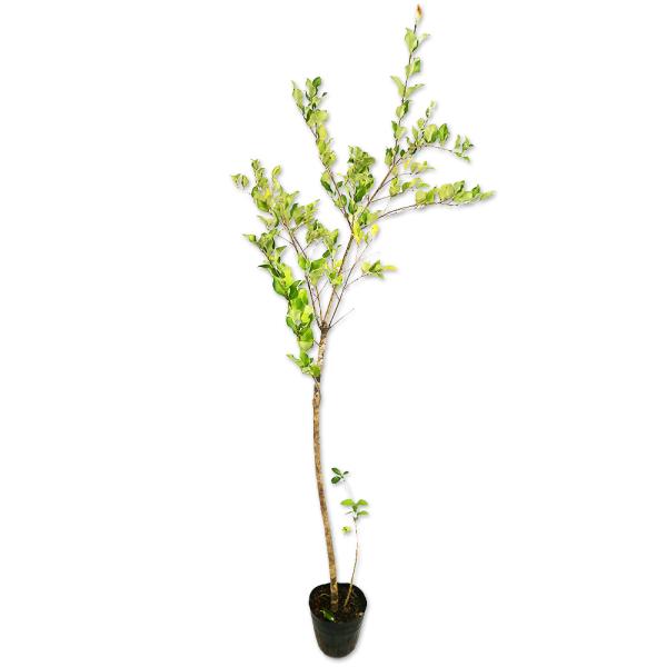 【ネズミモチ】 読み：ねずみもち 学名：Ligustrum japonicum モクセイ科イボタノキ属 常緑高木  【商品情報】 ネズミモチはよく生垣に使われます。昔から人気がある品種です。マサキに似ていますが、ネズミモチは葉のギザギザがあ...