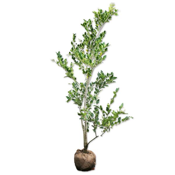 【ネズミモチ】 読み：ねずみもち 学名：Ligustrum japonicum モクセイ科イボタノキ属 常緑高木  【商品情報】 ネズミモチはよく生垣に使われます。昔から人気がある品種です。マサキに似ていますが、ネズミモチは葉のギザギザがあ...