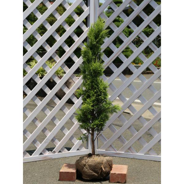 【ニッコウヒバ】（シノブヒバ） 読み：にっこうひば 学名：Chamaecyparis pisifera 'Plumosa' ヒノキ科ヒノキ属 常緑高木  【商品情報】 ニッコウヒバはサワラの一種です。真っ直ぐ伸びる円錐形の樹形が特徴です。枝...
